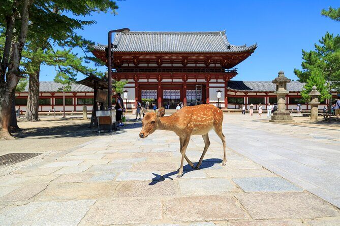Nara: Enjoy Highlight Of Nara in 3 hours - Key Points