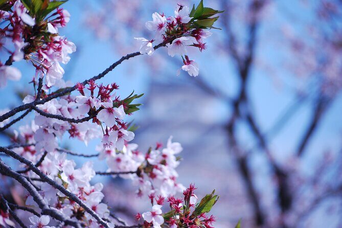 Nara: Enjoy Highlight Of Nara in 3 hours - An introduction to the tour experience