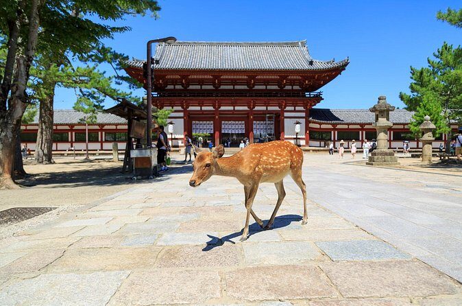 Nara: Enjoy Highlight Of Nara in 3 hours - Final thoughts: Is this tour right for you?