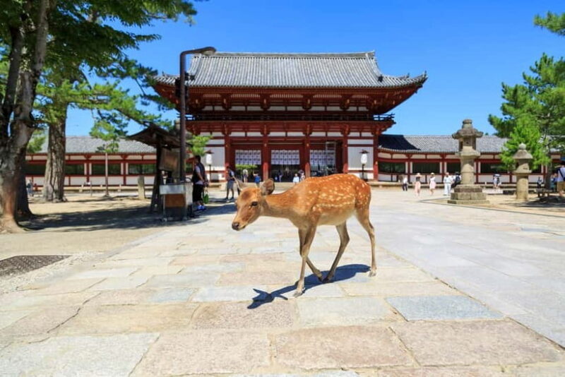 Nara: Enjoy the Highlights of Nara in 3 Hours - Nara: Enjoy the Highlights of Nara in 3 Hours