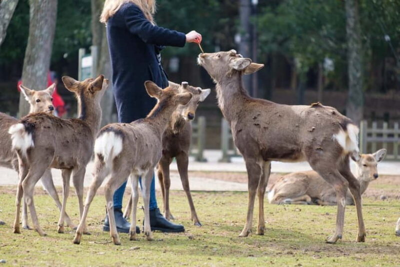 Nara: Enjoy the Highlights of Nara in 3 Hours - Key Points
