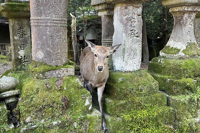 Nara Half-Day Bus Tour from Kyoto - The Experience: An In-Depth Look