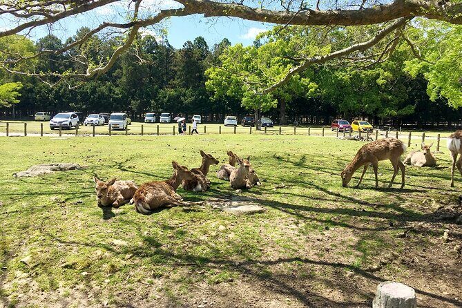Nara Half-Day Bus Tour from Kyoto - FAQ about the Nara Half-Day Bus Tour from Kyoto