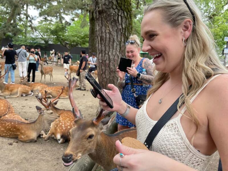 Nara: Half Day Local Guide Big Buddha, Deer, Shrine, Forest - The Sum Up
