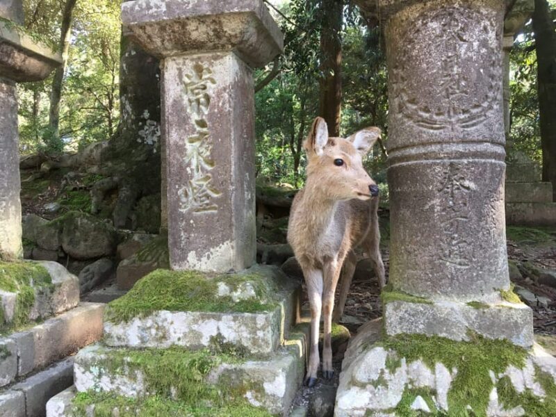 Nara: Half-Day Private Guided Tour - Final Thoughts: Is This Tour a Good Choice?