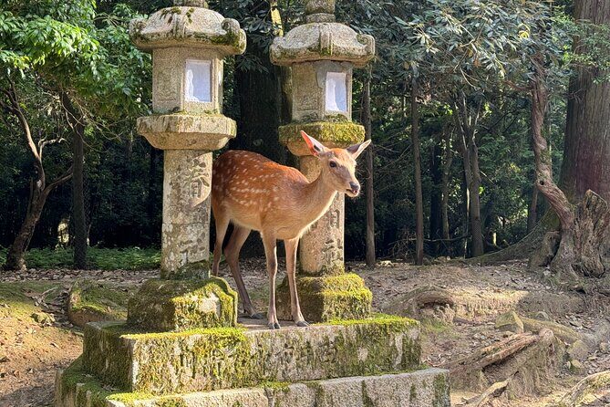 Nara: Half-Day Private Tour of 4 Must-See Spots & Deer Park - Key Points