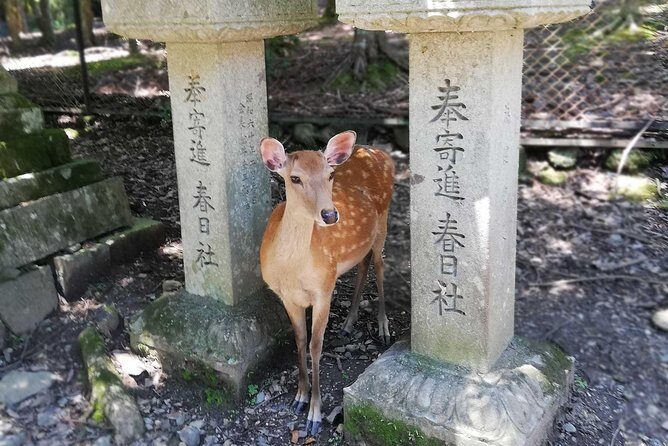 Nara Half Day Trip Walking Tour - How the Tour Works: Practical Details