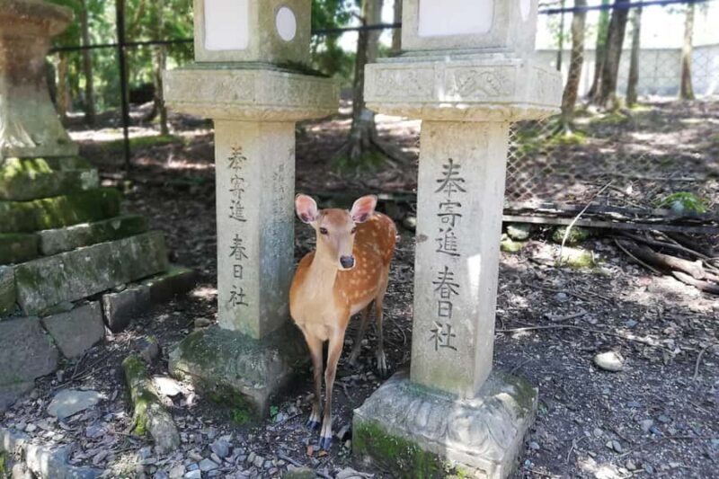 Nara: Half-Day UNESCO Heritage & Local Culture Walking Tour - The Iconic Deer and Local Life