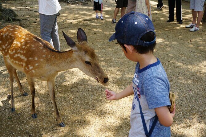 Nara Half Day Walking Tour - Final Thoughts: Who This Tour Is Perfect For