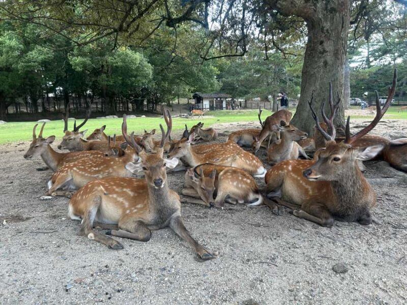 Nara: Half-Day Walking Tour | Spanish Private - Who Will Love This Tour?