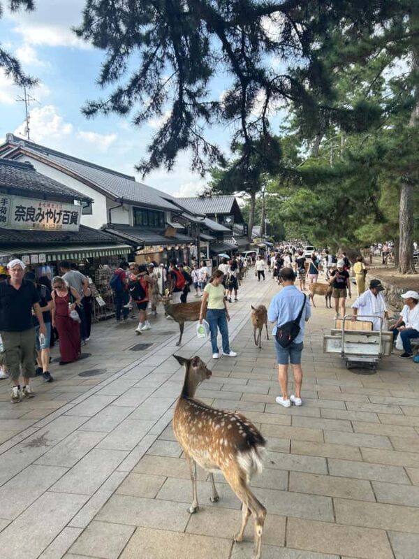 Nara: Half-Day Walking Tour | Spanish Private - FAQ