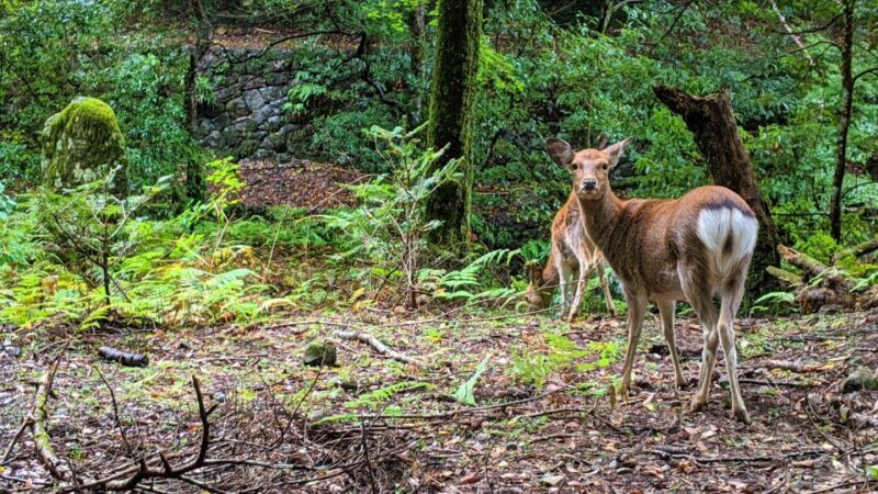 Nara: Heart of Nature Temple, Forest, & Waterfall Bike Tour - FAQ
