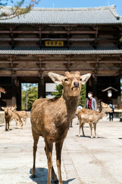 Nara Heritage Walkabout from Nara Park to Todaji-ji temple - What Sets This Experience Apart?