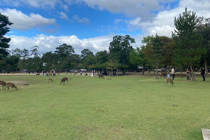 Nara Highlights Guided Tour by Private Car from Osaka - The Sum Up