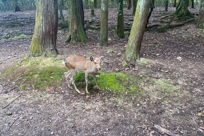 Nara Highlights Guided Tour by Private Car from Osaka - FAQ