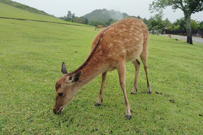 Nara: Hike Mt. Wakakusa and Encounter Wild, Free-Roaming Deer - The Sum Up