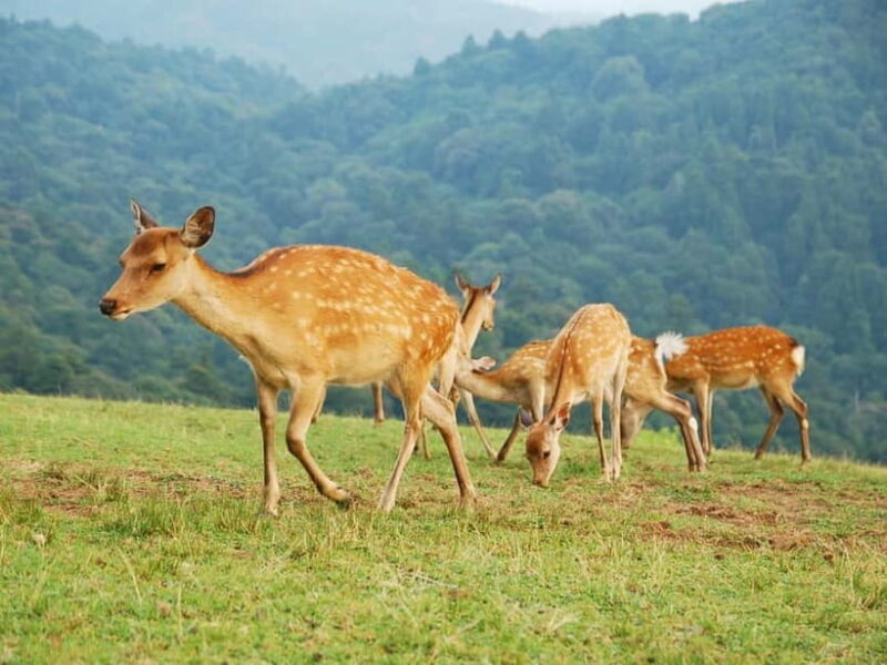 Nara: Hike Mt. Wakakusa and Encounter Wild Free-Roaming Deer - Cultural Significance of the Sacred Deer