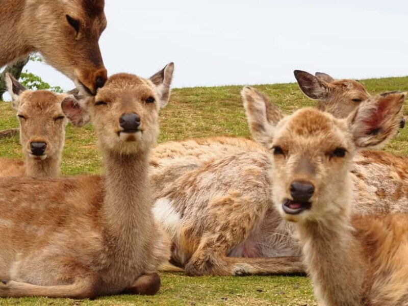Nara: Hike Mt. Wakakusa and Encounter Wild Free-Roaming Deer - The Value for Travelers