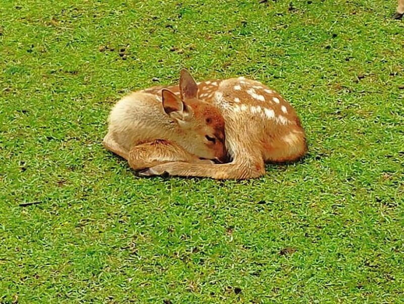 Nara: Hike Mt. Wakakusa and Encounter Wild Free-Roaming Deer - Who Should Consider This Tour?