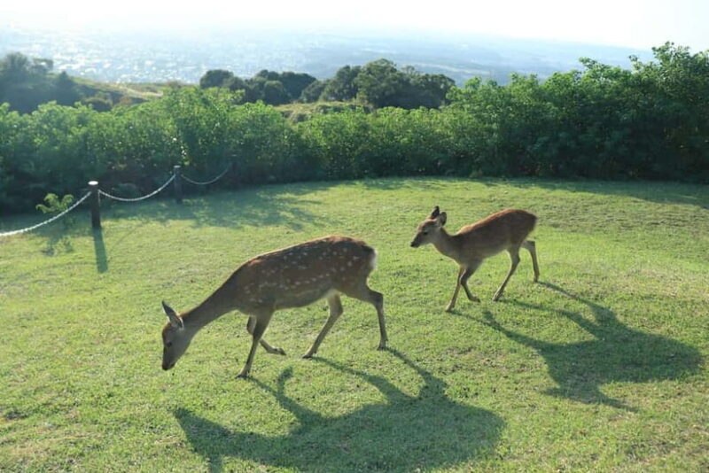 Nara: Hike Mt. Wakakusa and Encounter Wild Free-Roaming Deer - FAQs