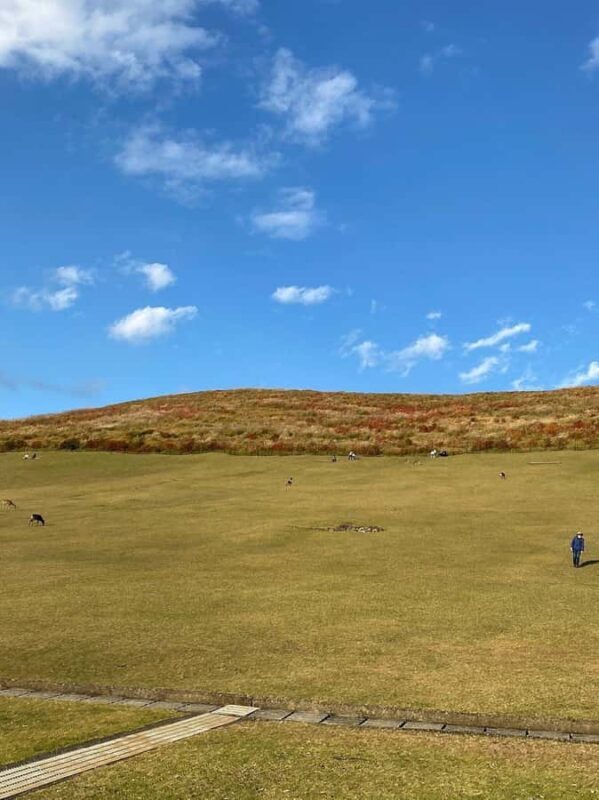 Nara: Mt. Wakakusa Family Picnic Trail with Guide - Detailed Breakdown of the Itinerary