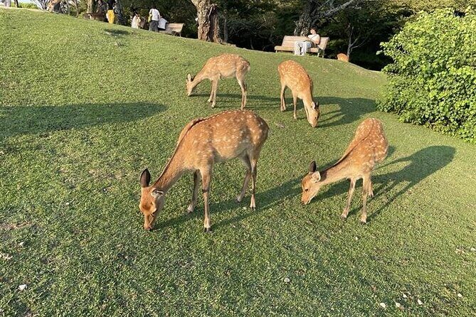 Nara Park Afternoon Tour with English Guide and Wagyu Lunch - FAQ