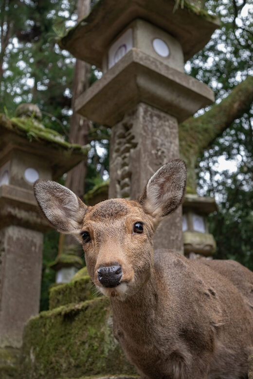 Nara Park and Todai-ji Private Spanish Tour - FAQ