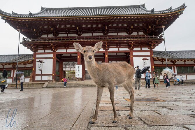 Nara Park, Osaka & Kobe from Kyoto Full Day tour - FAQ