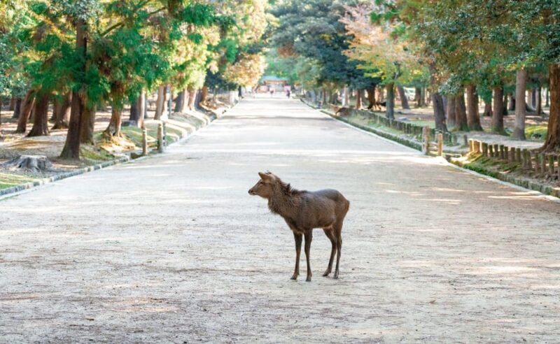 Nara: Private City Tour With A Local Guide - Why Consider This Tour?