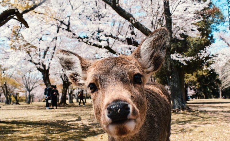 Nara: Private City Tour With A Local Guide - FAQ