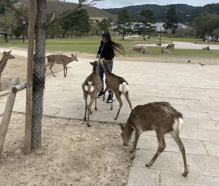 Nara Private Custom Tour with Local Guide - The Sum Up