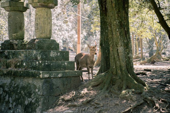 Nara Private Customizable Full Day Tour - A Deep Dive into the Nara Custom Tour