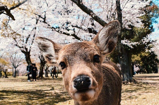 Nara : Private Day Walking Tour (From Osaka/Kyoto Possible) - Who Should Consider This Tour?