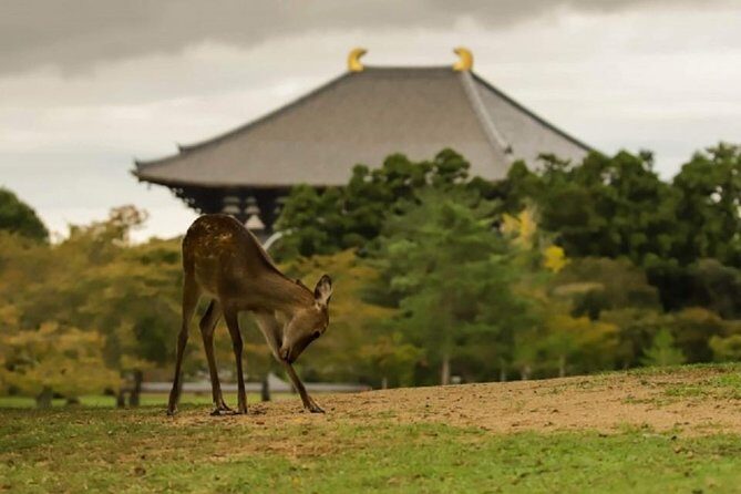 Nara Private Tour by Public Transportation from Osaka - Why Choose This Tour?
