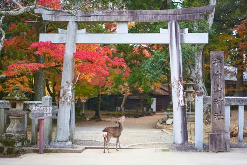 Nara Private Tour from Osaka: Hidden Gems & Ancient Stories - Considerations and practical tips