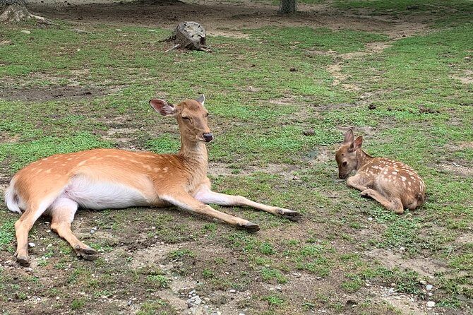 Nara private tour (Shore excursion available from Osaka or Kobe port) - Exploring the Nara Private Tour in Detail
