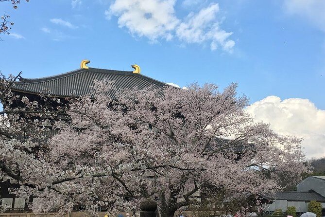 Nara private tour (Shore excursion available from Osaka or Kobe port) - Who Should Consider This Tour?