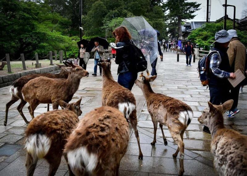 Nara: Private Tour with Car Deer Park & Todai-ji Temple - A Deep Dive into the Nara Experience