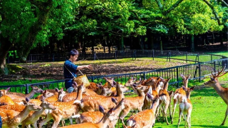 Nara: private walking tour with Deer and Temples - What Truly Sets This Tour Apart