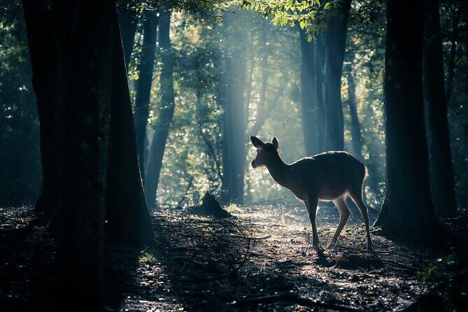 Nara: Sacred Morning Walk with Deer in the Mist - Key Points