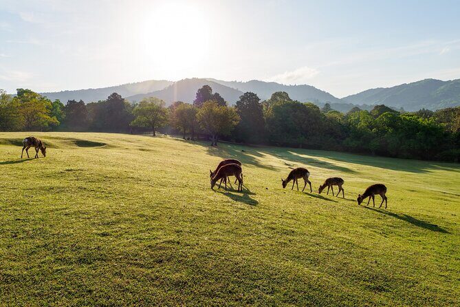 Nara: Sacred Morning Walk with Deer in the Mist - A Detailed Look at the Nara Sacred Morning Walk