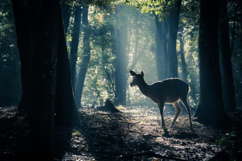 Nara: Sacred Morning Walk with Deer in the Mist - Key Points