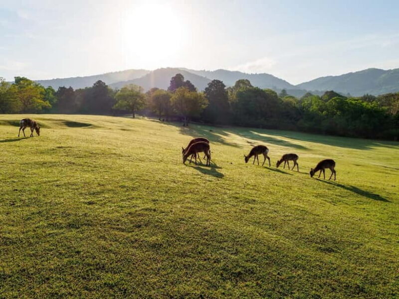 Nara: Sacred Morning Walk with Deer in the Mist - A Quiet Dawn in Nara’s Sacred Spaces