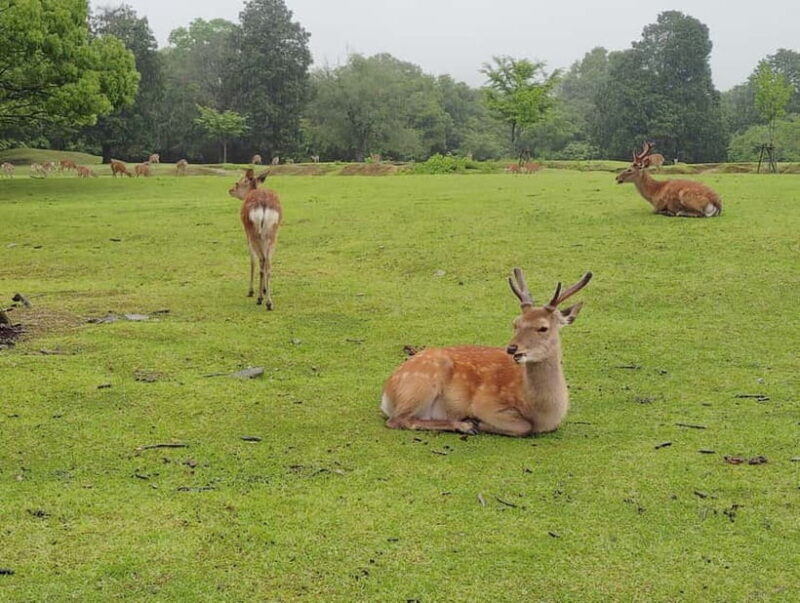 Nara: Sacred Morning Walk with Deer in the Mist - The Sum Up
