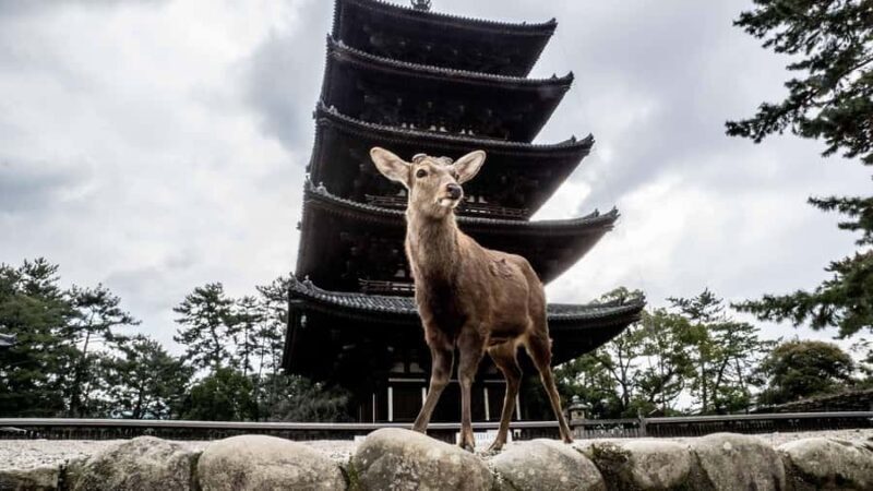 Nara: The Origin - Walking Tour - Frequently Asked Questions