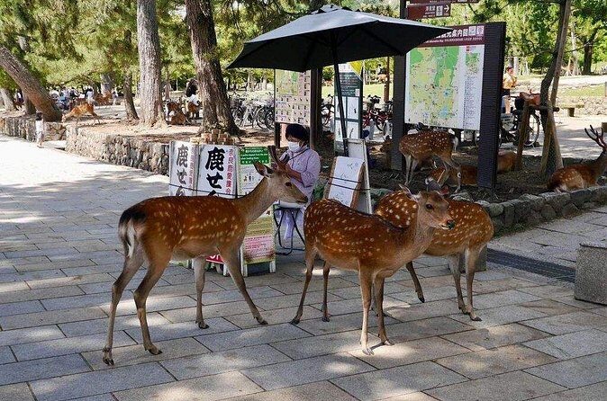 Nara, Todaiji Temple and Kuroshio Market One Day Tour from Osaka - The Sum Up