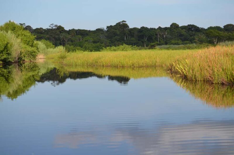 Nariva Swamp: Monkey Viewing Experience - Who Will Love This Tour?