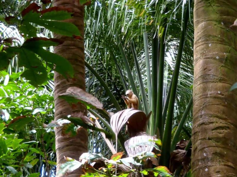 Nariva Swamp: Monkey Viewing Experience - The Sum Up