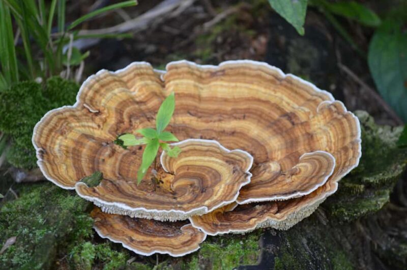 Nariva Swamp: Monkey Viewing Experience - FAQ