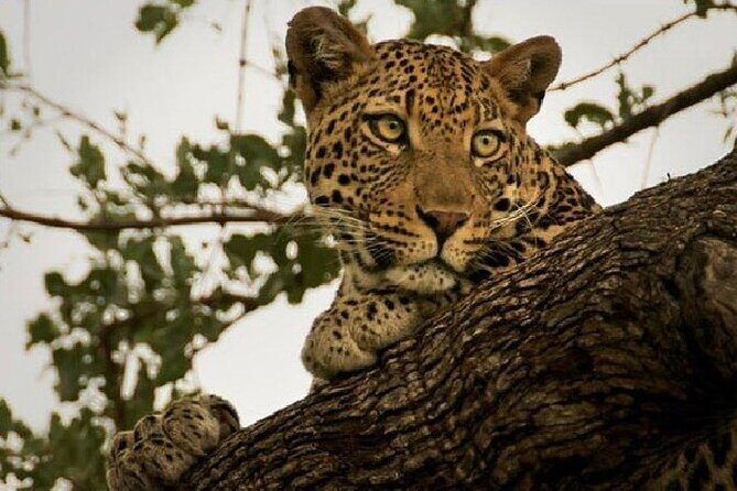 Narlai Leopard Safari and Village Walk - Narlai Leopard Safari and Village Walk: A Genuine Peek into Rajasthan’s Countryside